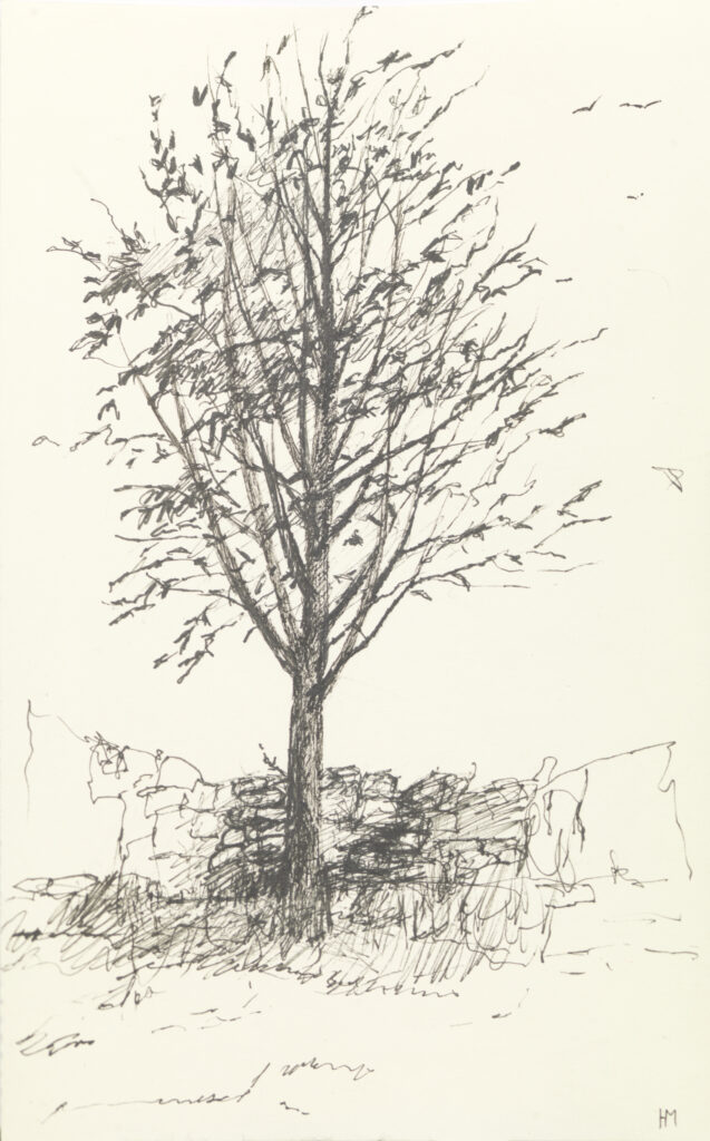 Tree study at Ballyglass, County Mayo - Messums: Org
