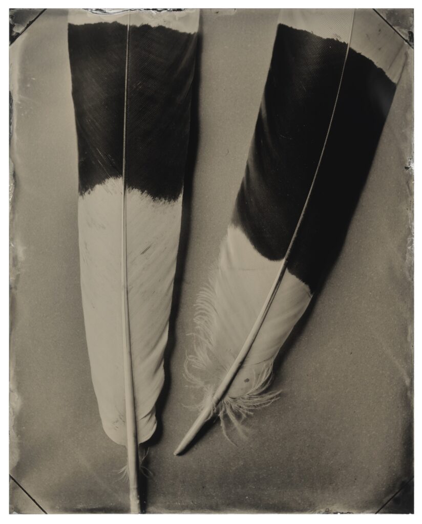 Two Feathers. - Messums: Org